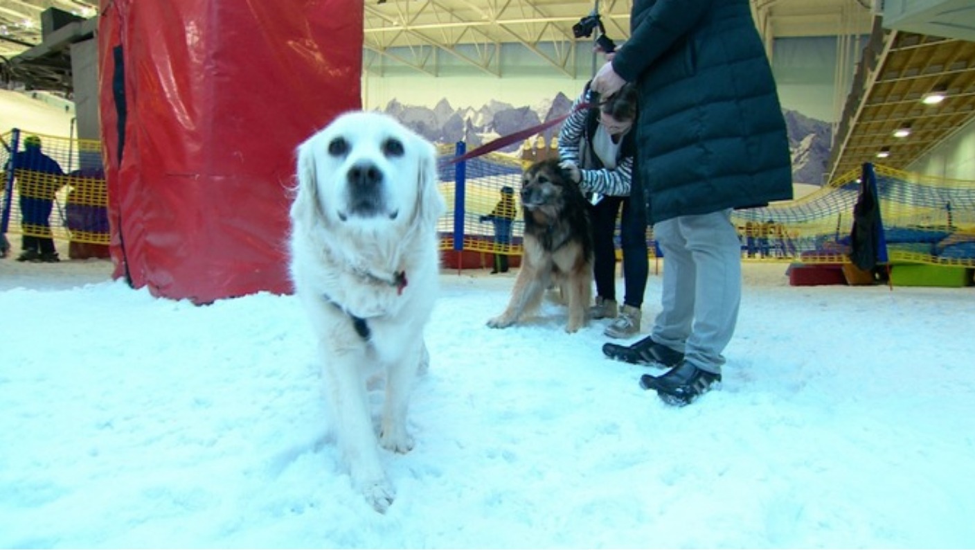 Chill out session for dogs | ITV News Granada