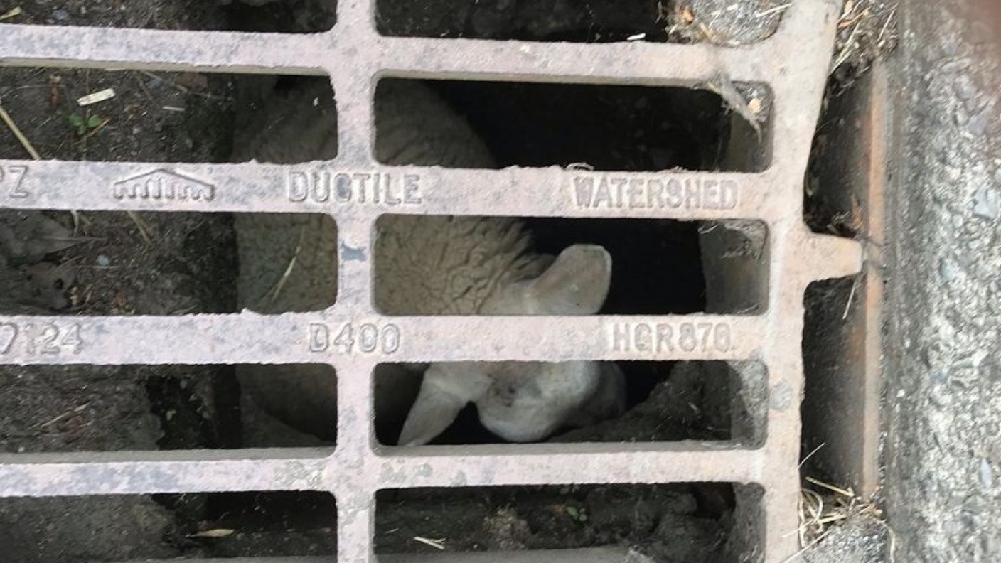Rescuers left baffled after lamb gets stuck down a drain | ITV News Wales