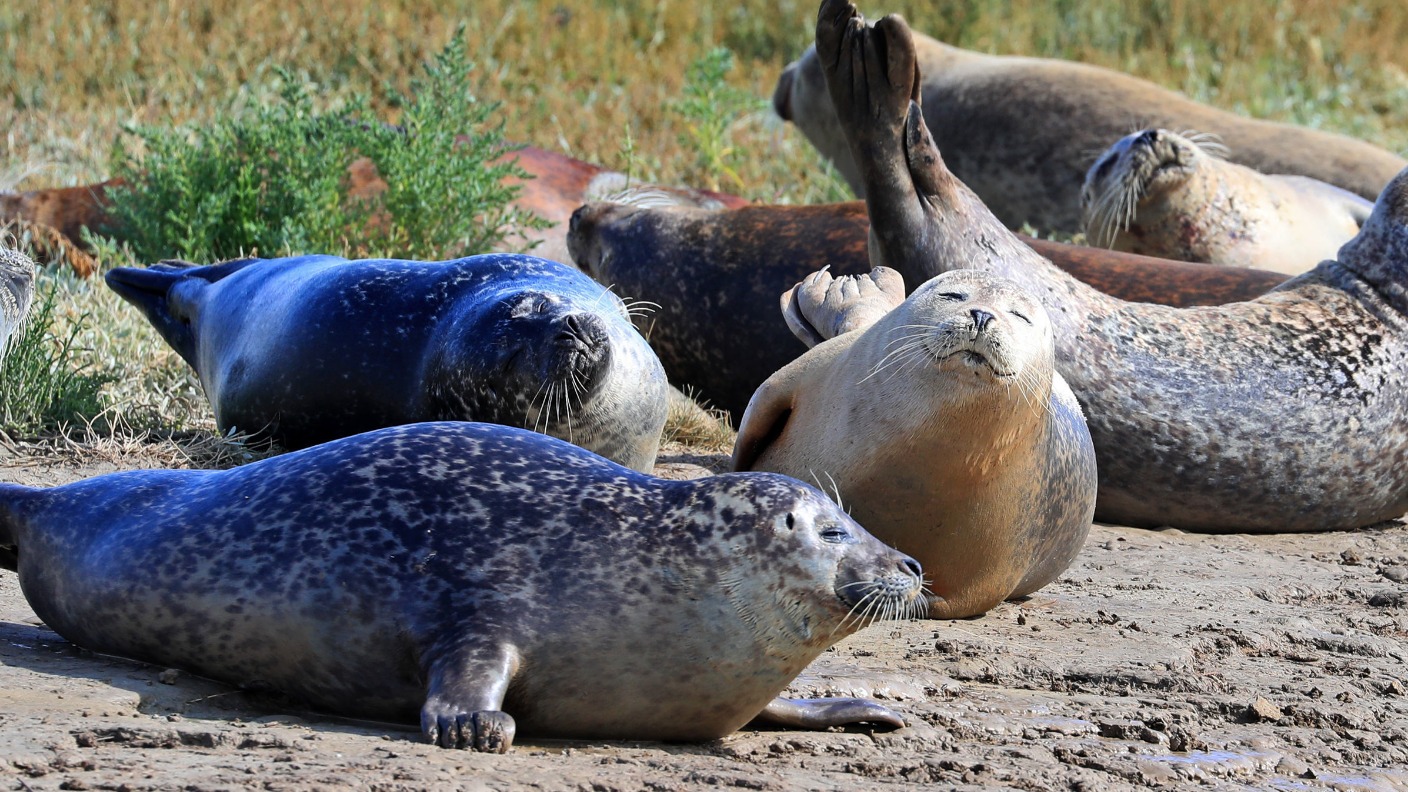 Researchers carry out annual seal census on banks of the Thames | ITV ...
