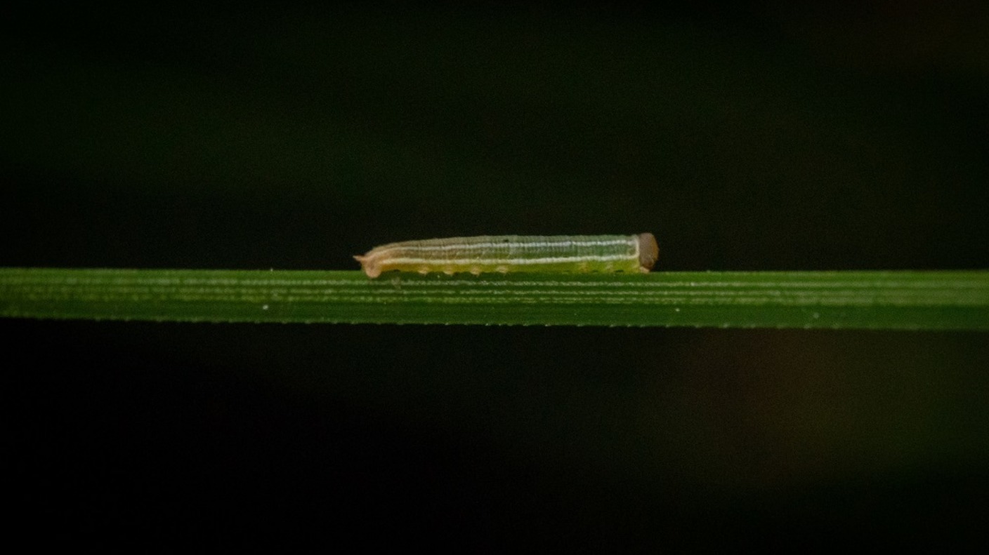 Rare caterpillars at Chester Zoo destined for the wild | ITV News Granada