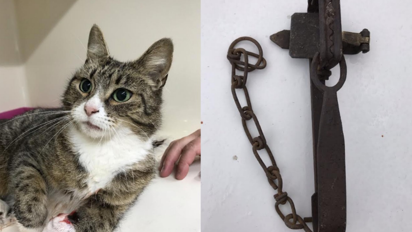 Tabby cat left seriously injured by illegal trap in Somerset | ITV News ...