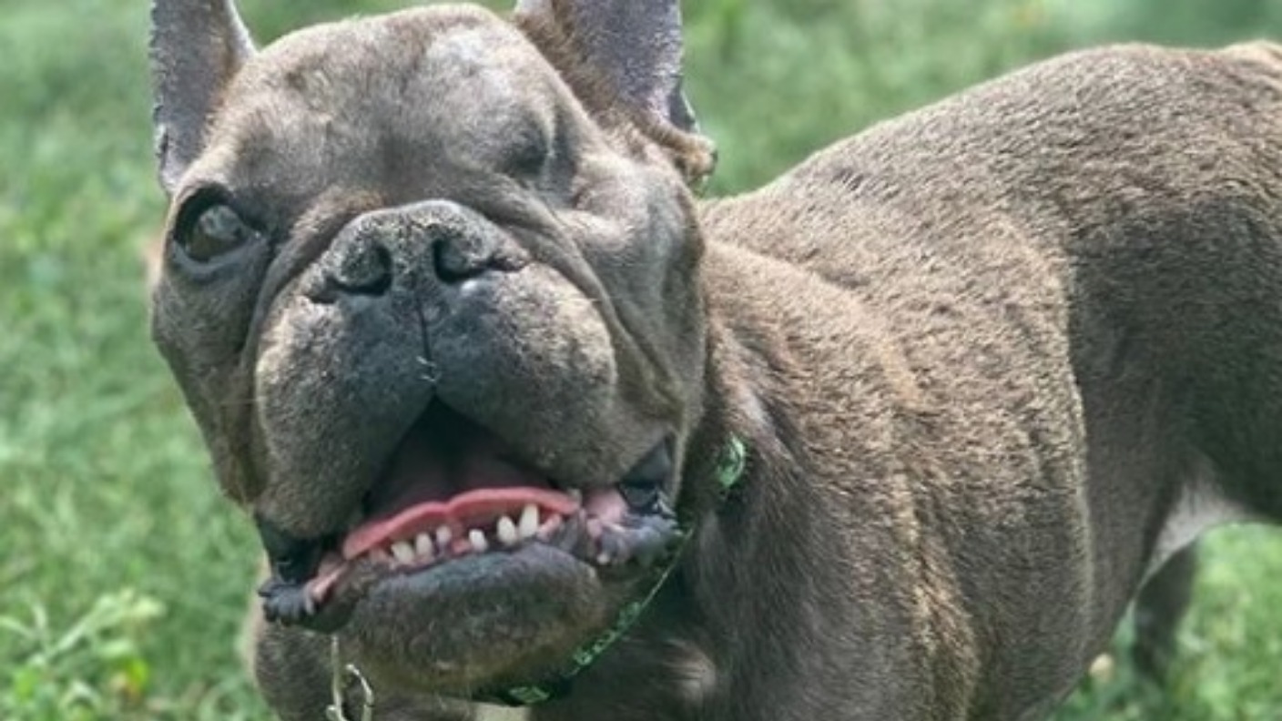 Ugly Betty the one-eyed French Bulldog on the hunt for a new home | ITV ...