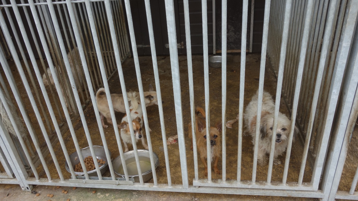 What Happens On Puppy Farms