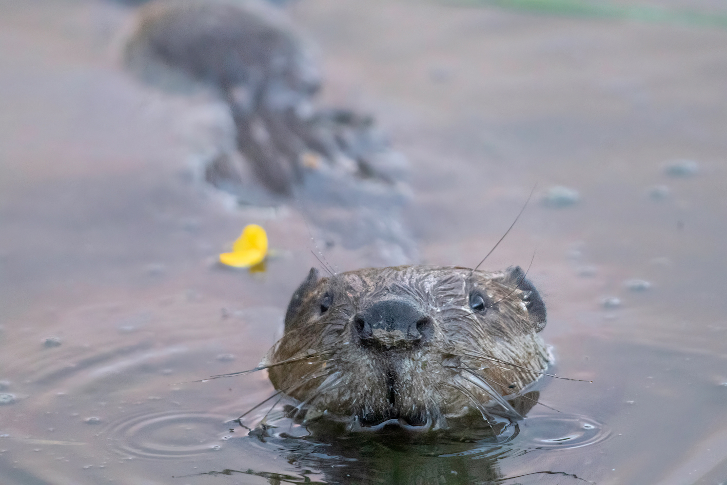 Beavers reintroduced to Staffordshire Gardens, for first time in 400 ...