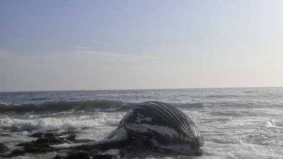 Autopsy to be carried out on beached whale on Northumberland coastline ...