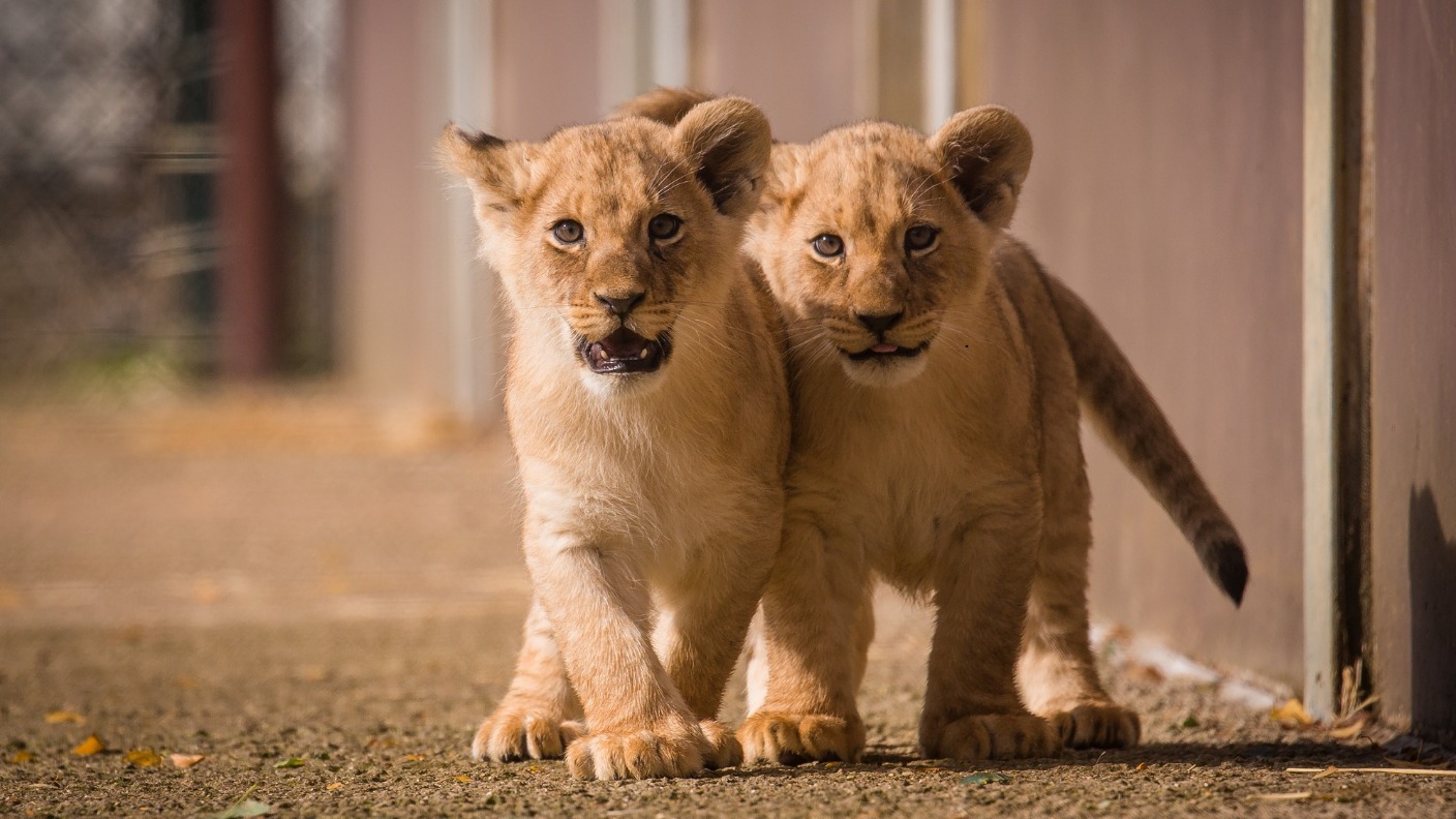African lion cubs born at Woburn Safari Park take first steps outside ...