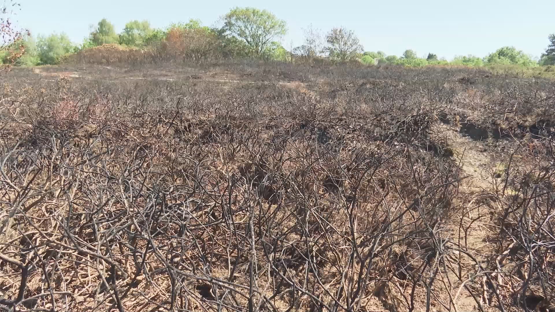 Police investigate suspected arson after heath fire | ITV News Meridian
