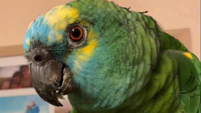 Overweight 'crisp-addict' parrot given new lease of life after strict ...
