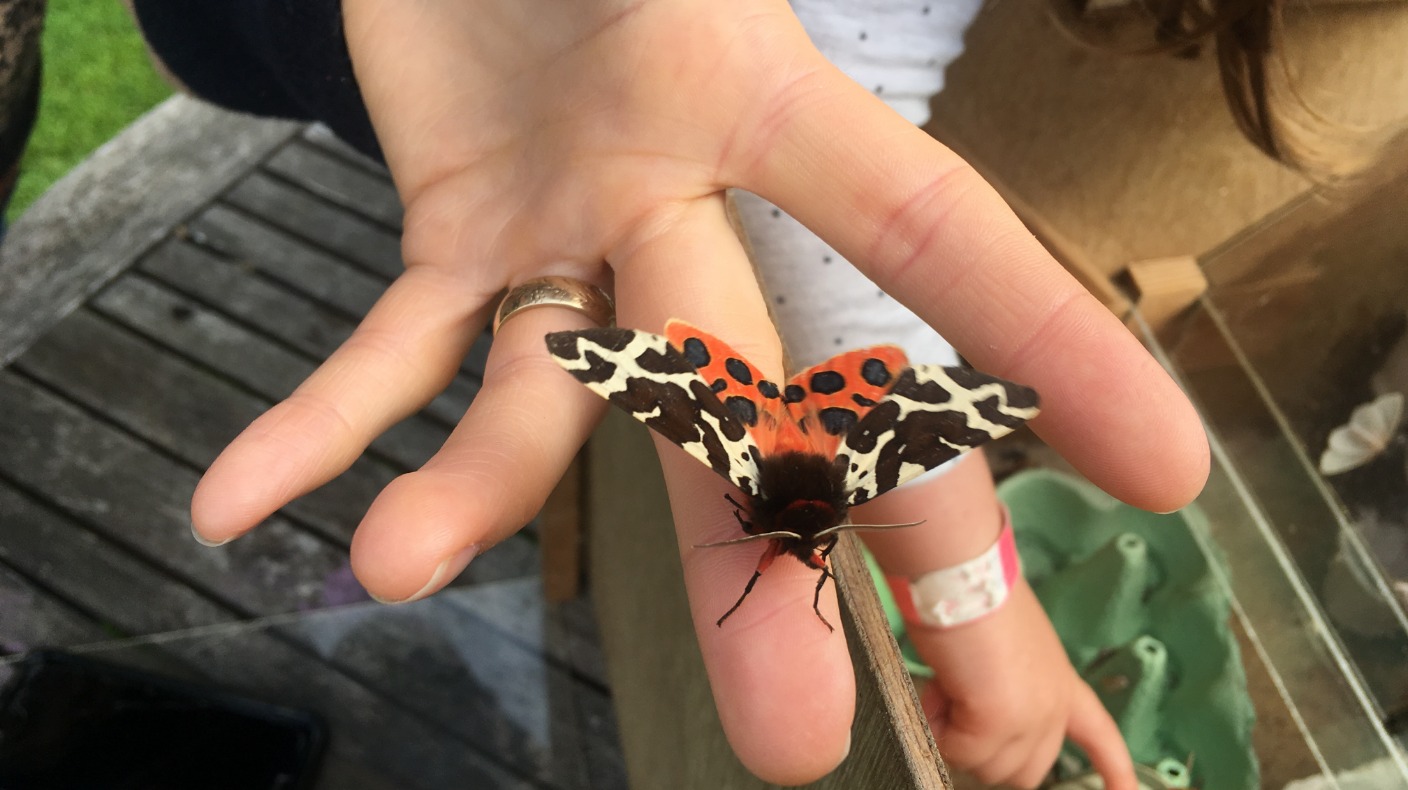 Survey finds more than 200 species of moths in southern Scotland | ITV ...