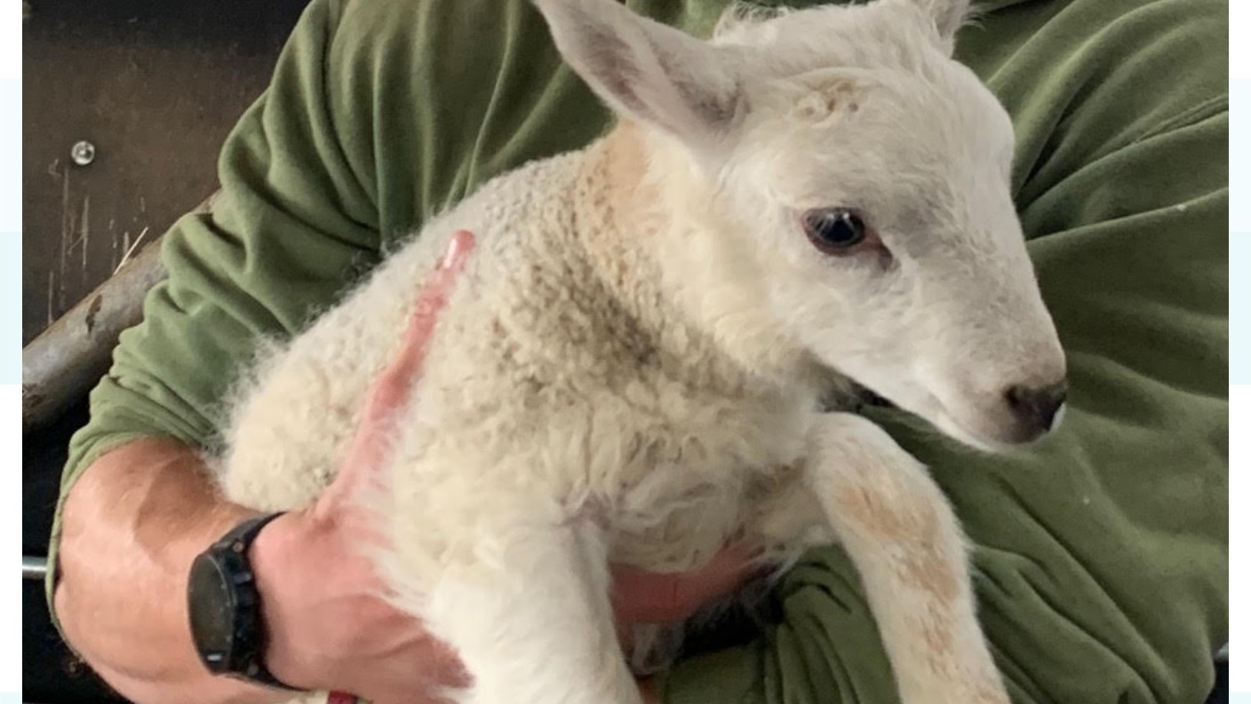 Autumn the lamb makes unseasonal appearance | ITV News Calendar