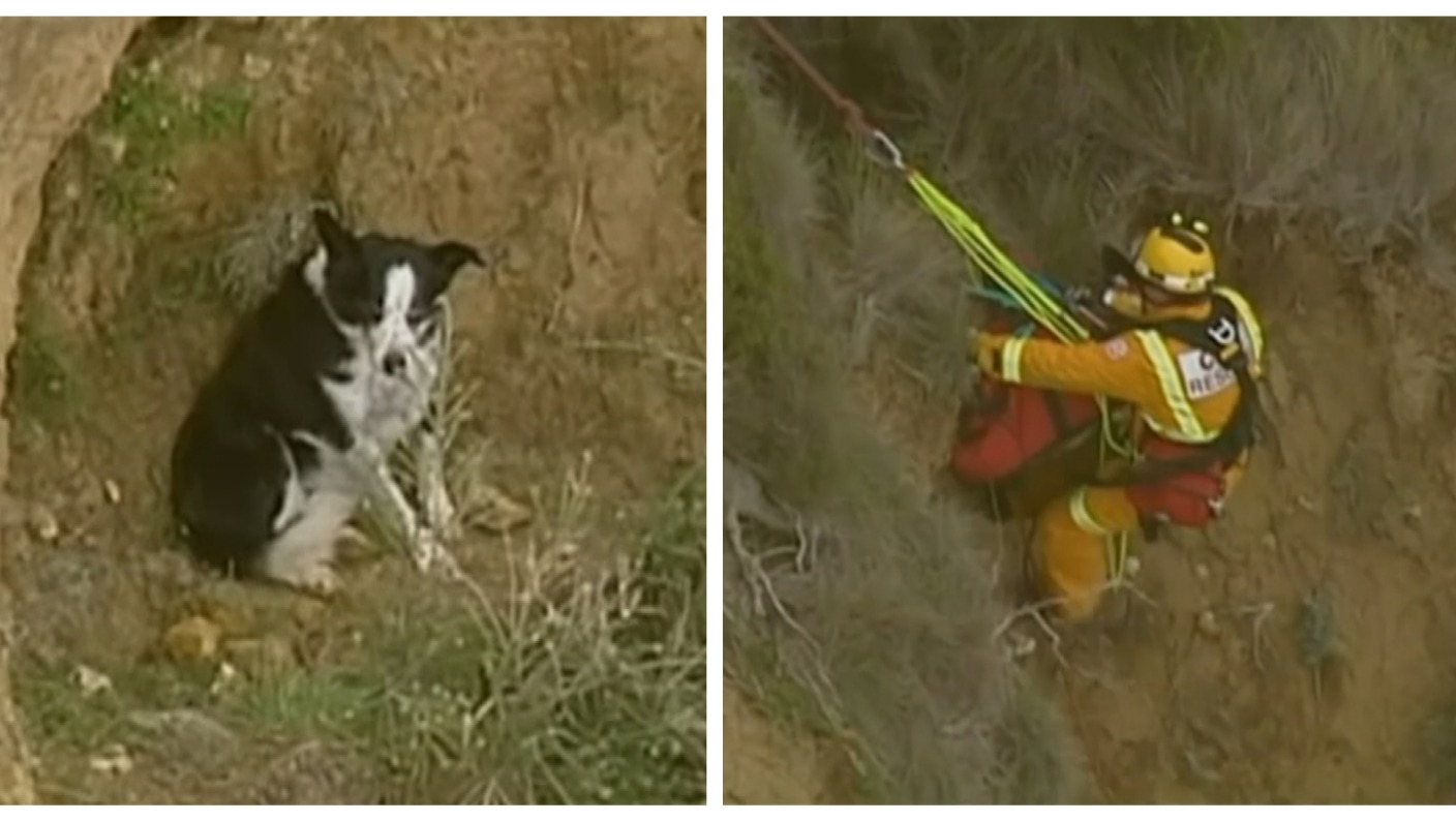 Stranded dog centre of rescue operation after getting stuck on ...