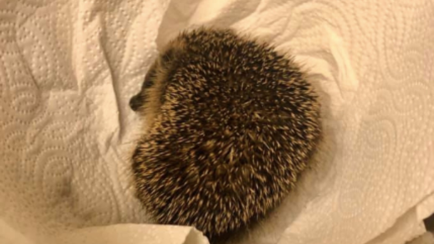 Wildlife group speaks of shock after baby hedgehogs kicked to death in ...