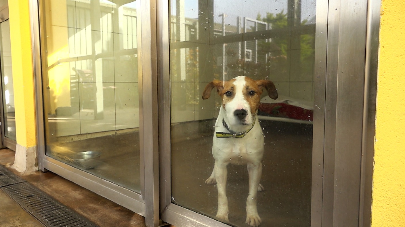 Dogs Trust makes Christmas plea not to buy pets at presents | UTV | ITV ...