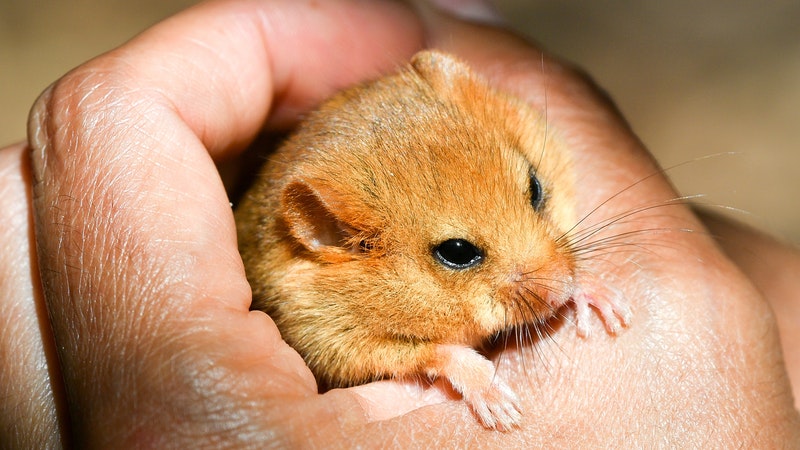 Hazel dormouse numbers down by half since 2000, report warns | ITV News