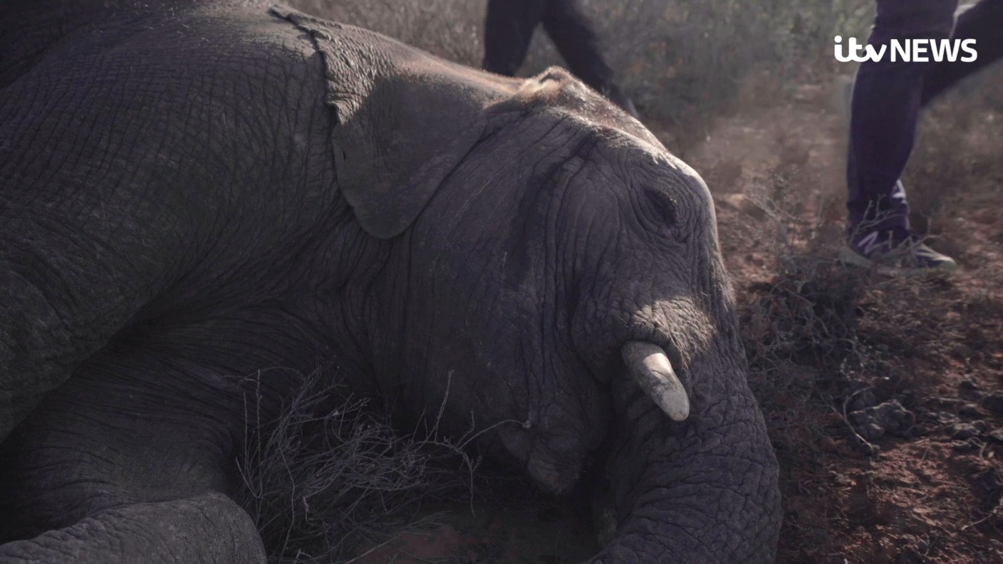 Starving wildlife saved in mammoth rescue operation from private ...