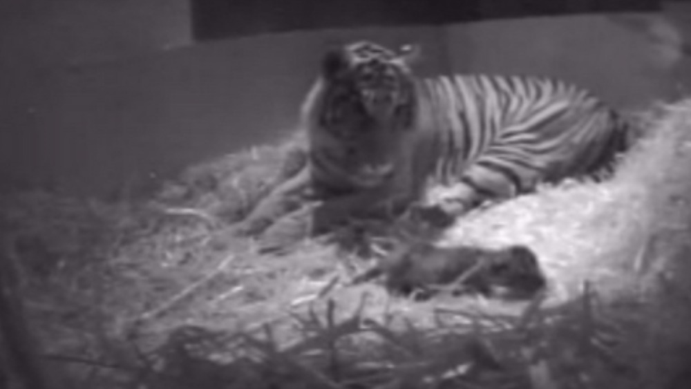 Hidden cameras film tiger cub birth at London Zoo | ITV News