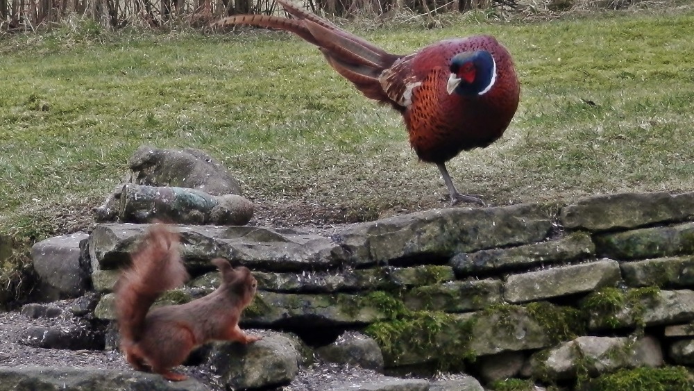 National Red Squirrel Week - Your Pictures | ITV News Granada