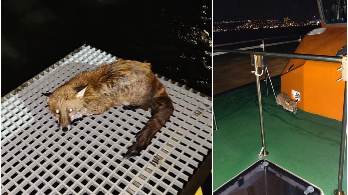 Fox saved from drowning in Swansea Docks | ITV News Wales