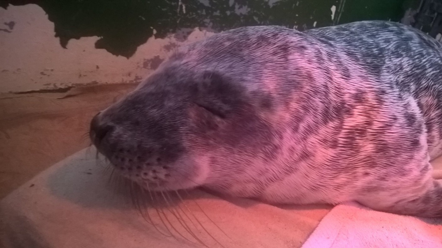 GSPCA rescue ‘one of the smallest ever’ seal pups | ITV News Channel