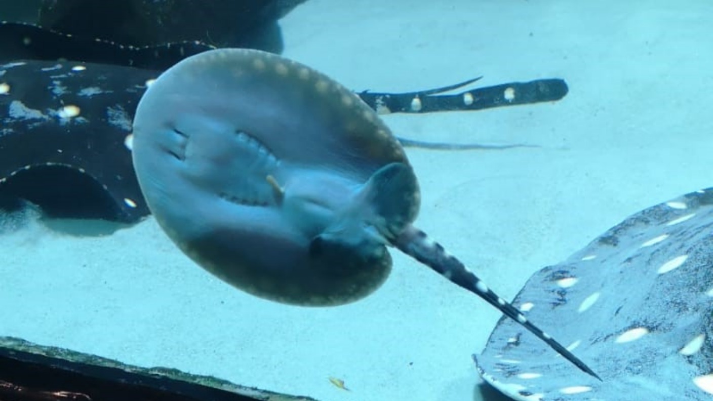 Endangered river stingray born at Bolton Aquarium | ITV News Granada