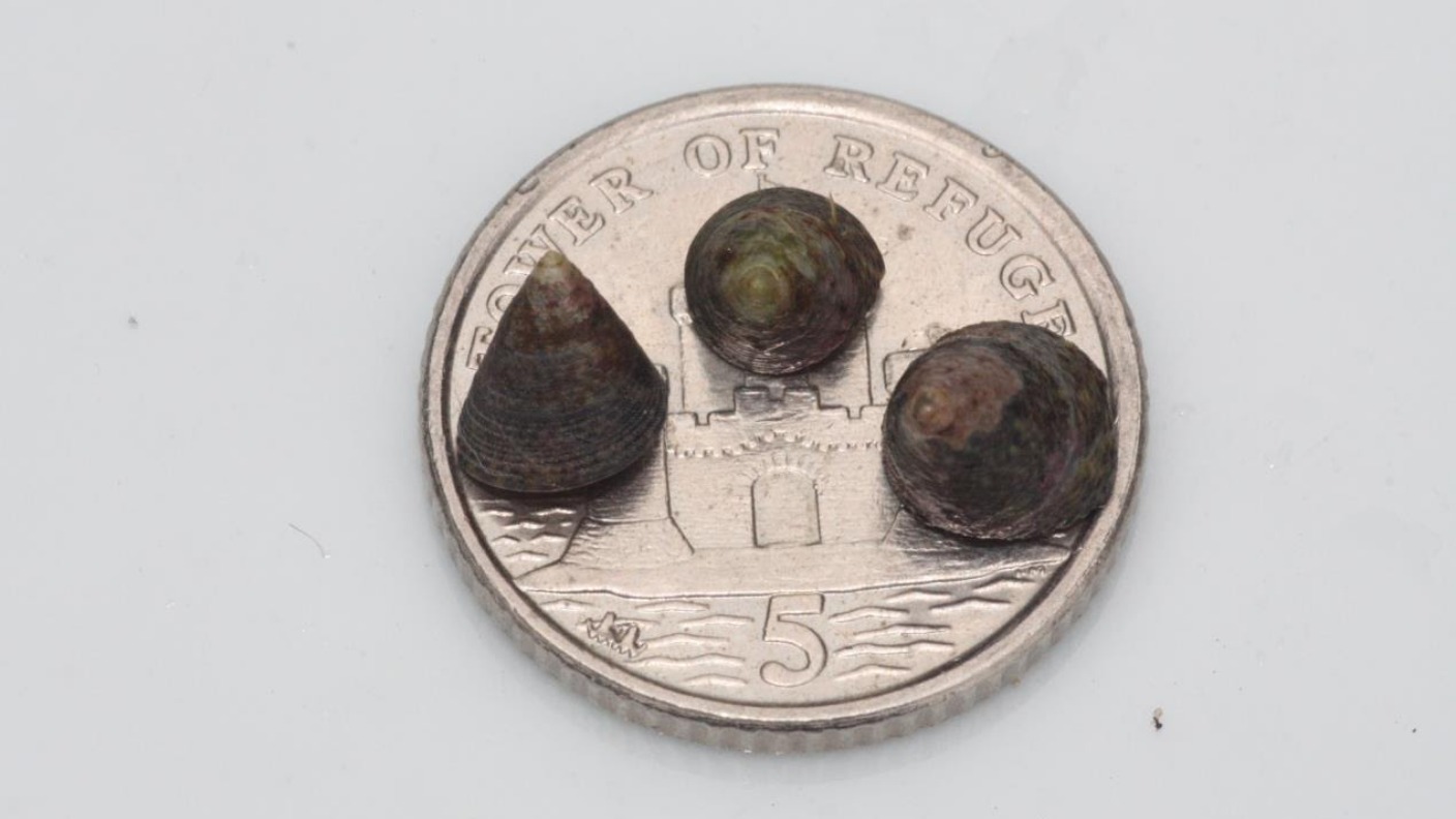 Rare sea snail found in Manx waters for the first time in 181 years ...