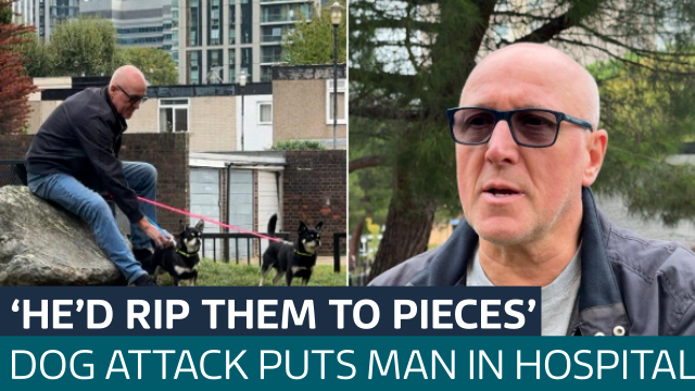 'He'd rip them to pieces': Man in hospital after saving his Chihuahuas ...
