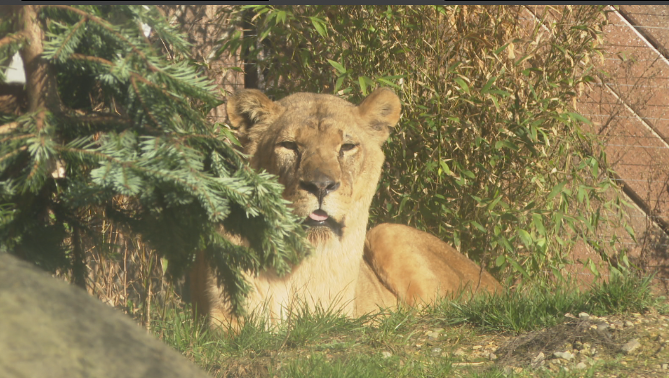 Colchester Zoo prepares for April reopening | ITV News Anglia