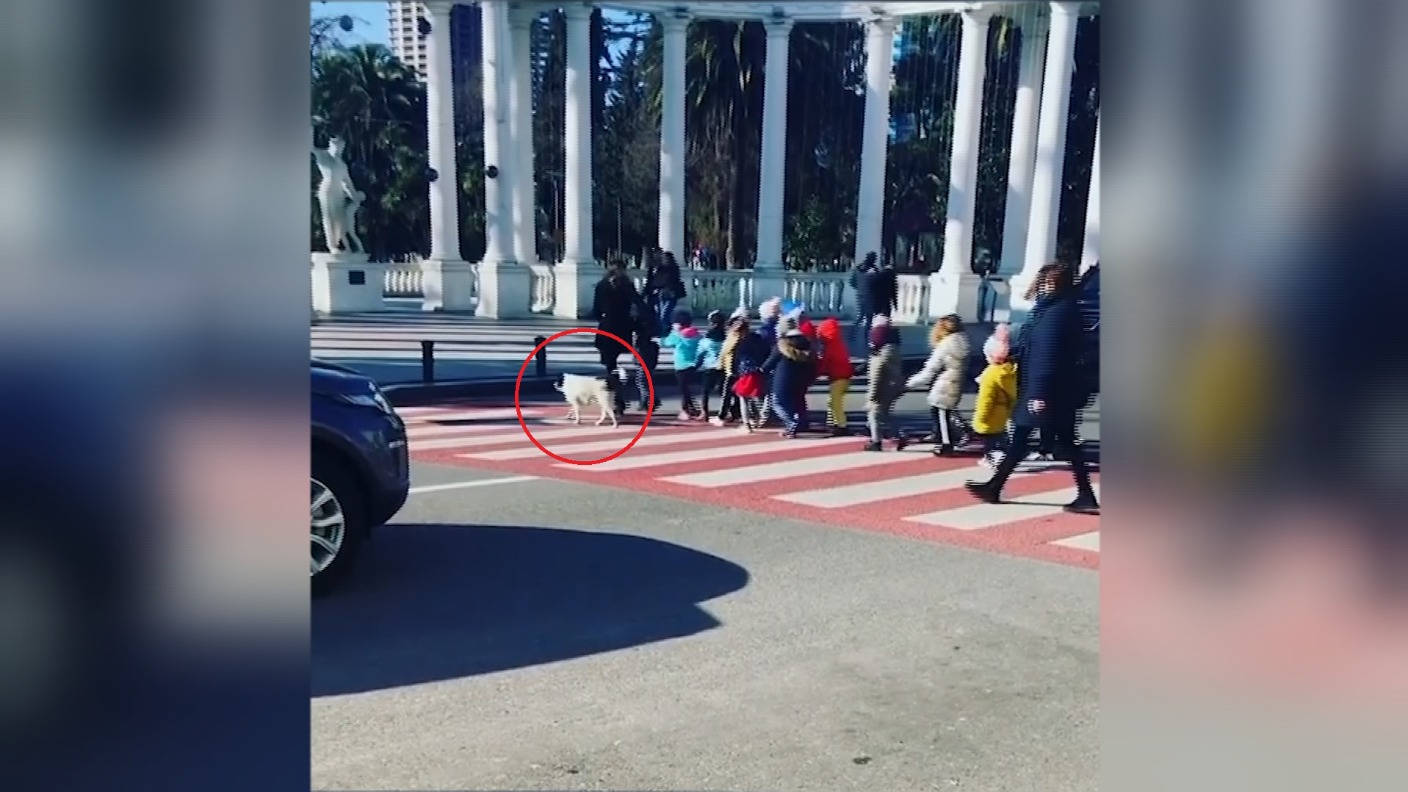 Stray dog in Georgia helps children safely cross busy road | ITV News
