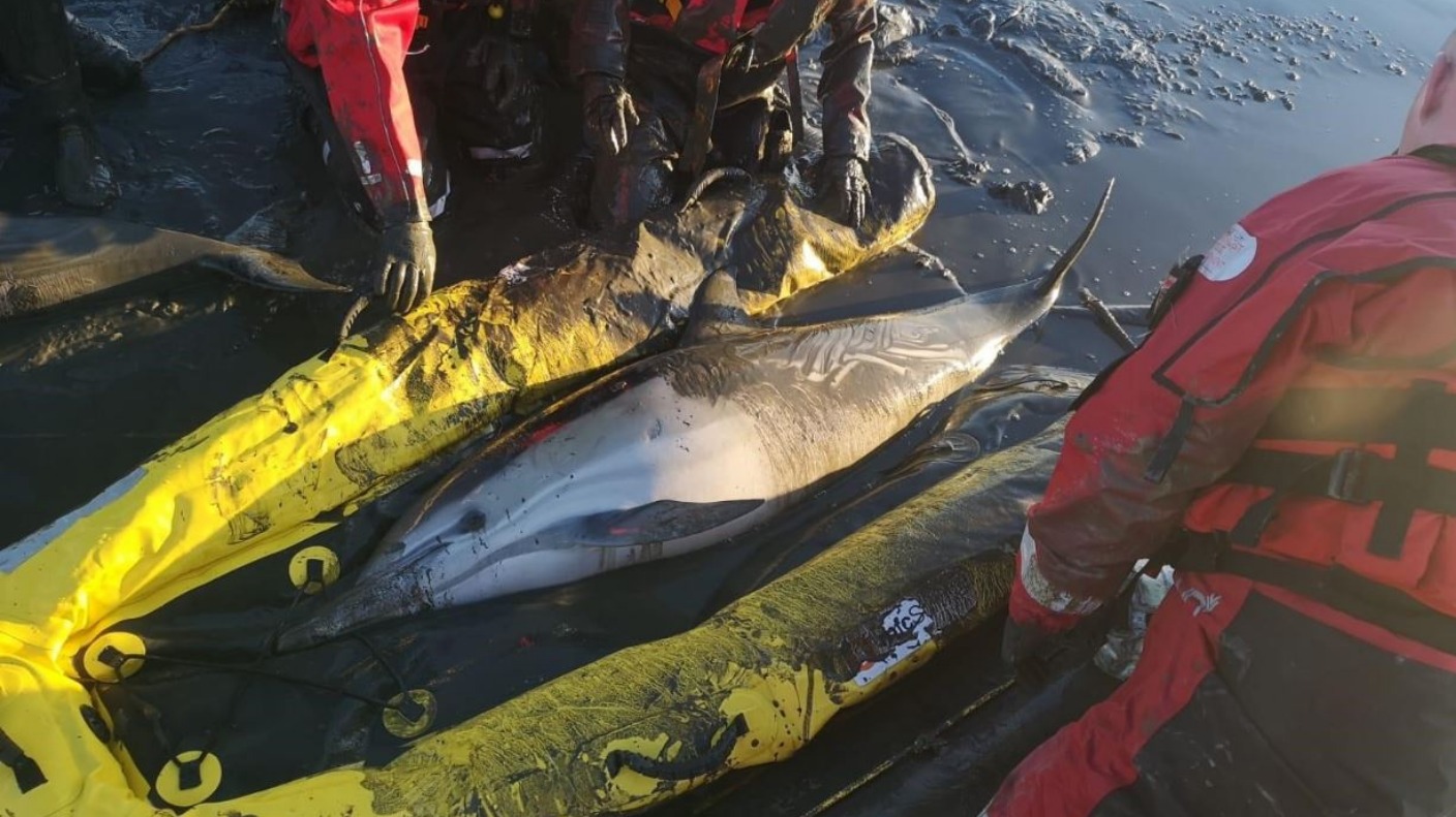 Two dolphins rescued after getting stuck in the mud | ITV News London