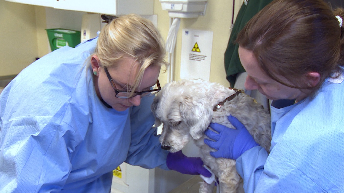Animal charity's cancer research in dogs helps fight human disease ...