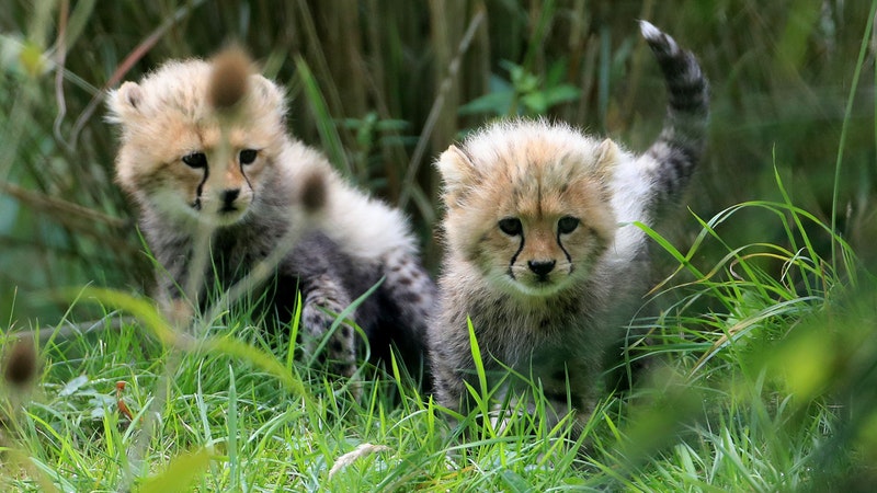 British-born cheetahs to be set free in Africa | ITV News