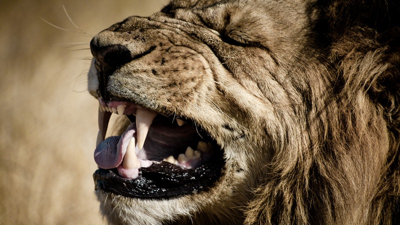 Do not assume humans always behind wildlife genetic diversity loss ...