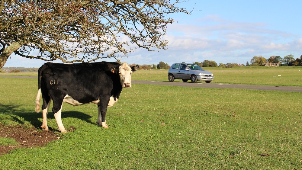 Drivers asked to slow down for cows on common | ITV News West Country