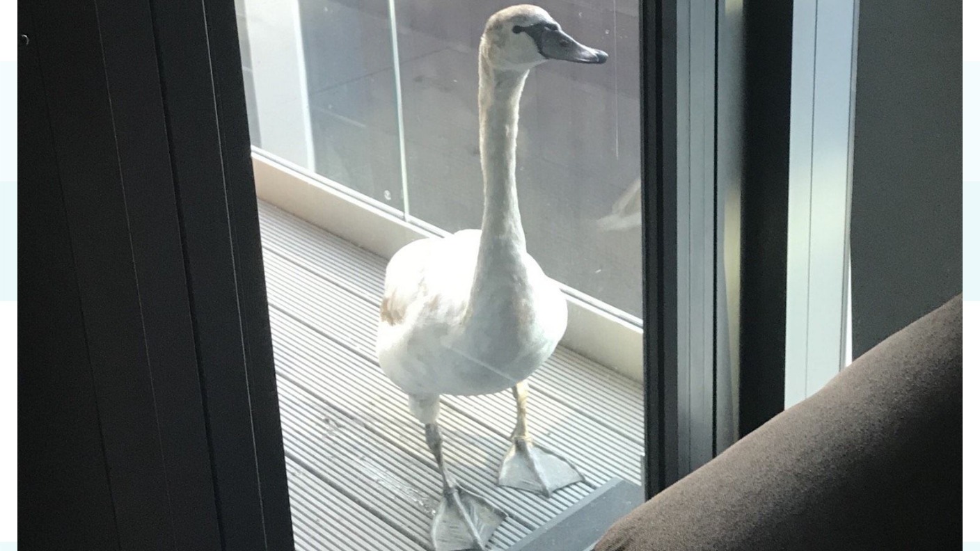 Juvenile swan crash-lands on Bristol balcony before being rescued | ITV ...