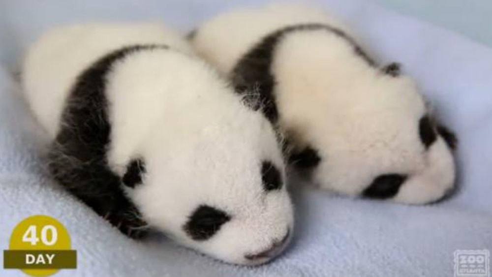 Time-lapse video captures first 100 days of panda cubs | ITV News