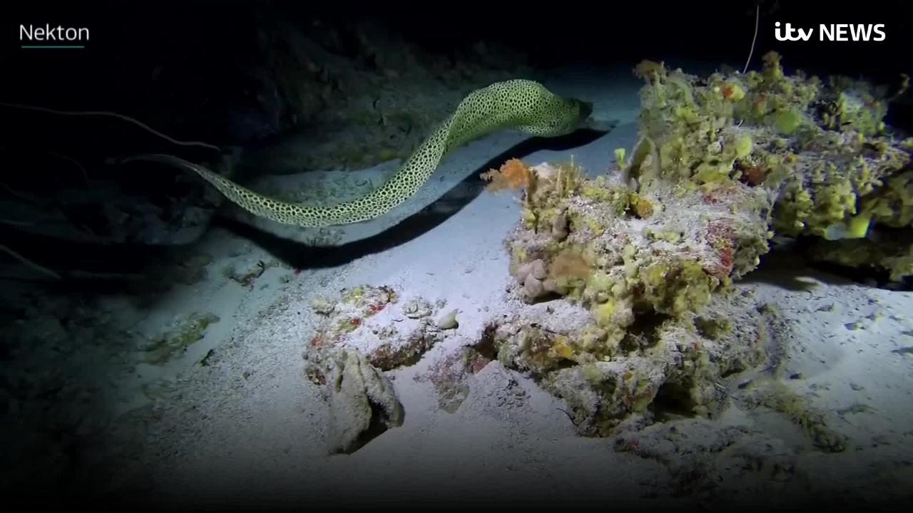 Scientists to dive 4000 metres into 'Midnight Zone' of ocean to observe ...