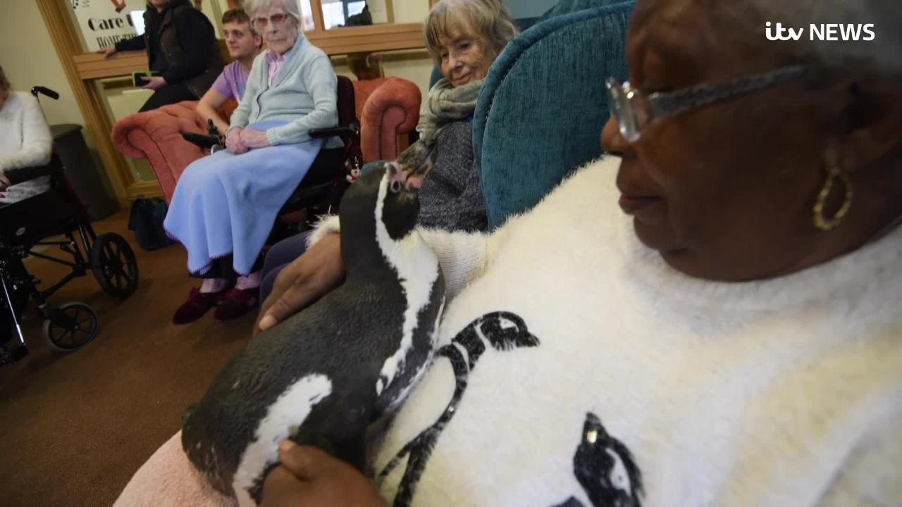 Dream come true for elderly resident as penguins pay surprise visit ...