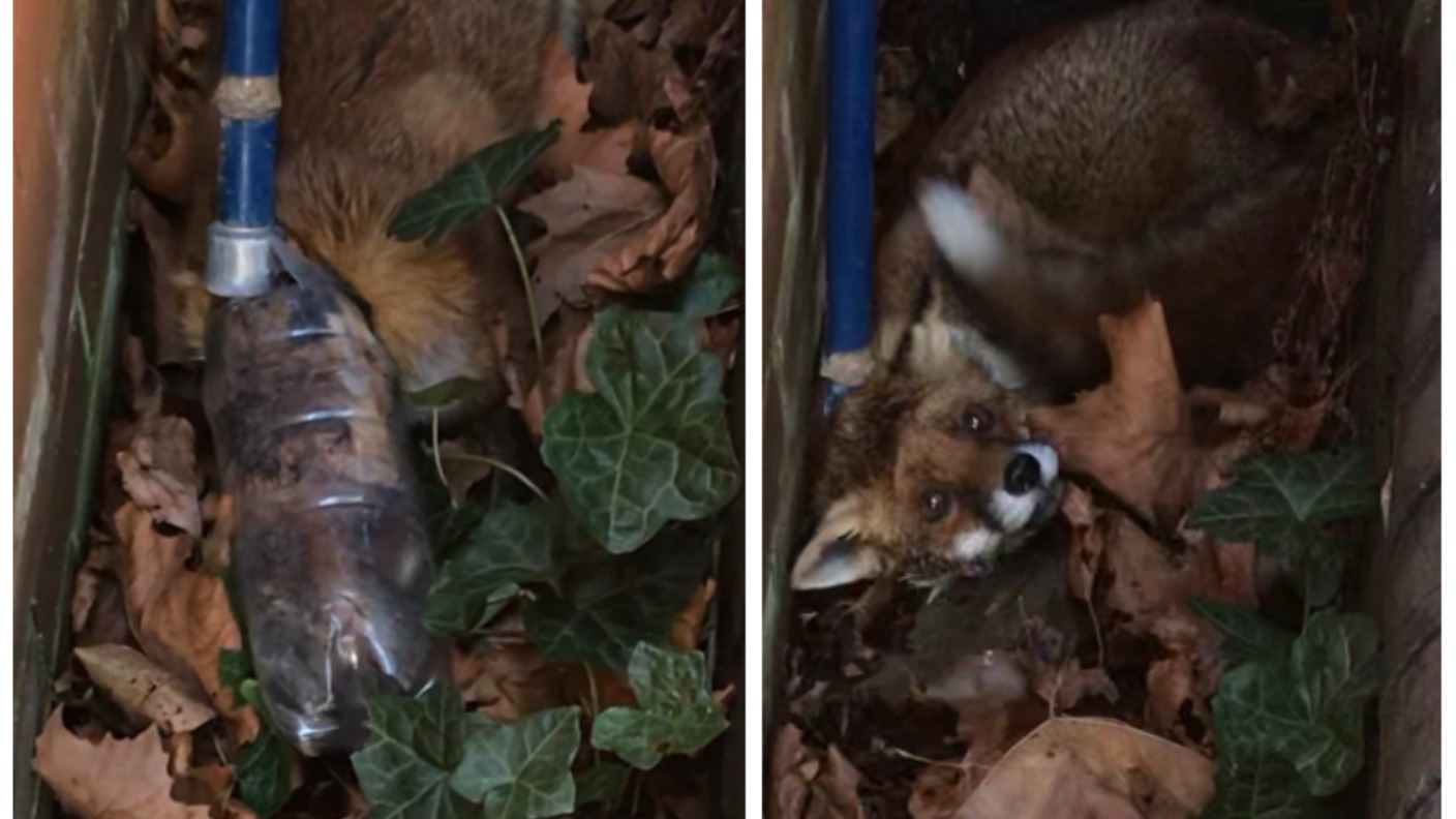 RSPCA spends two hours rescuing fox with plastic bottle stuck on head ...