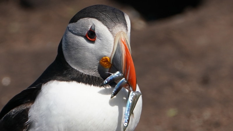 Puffin numbers on Farne Islands stable despite summer deluge, 2019 ...
