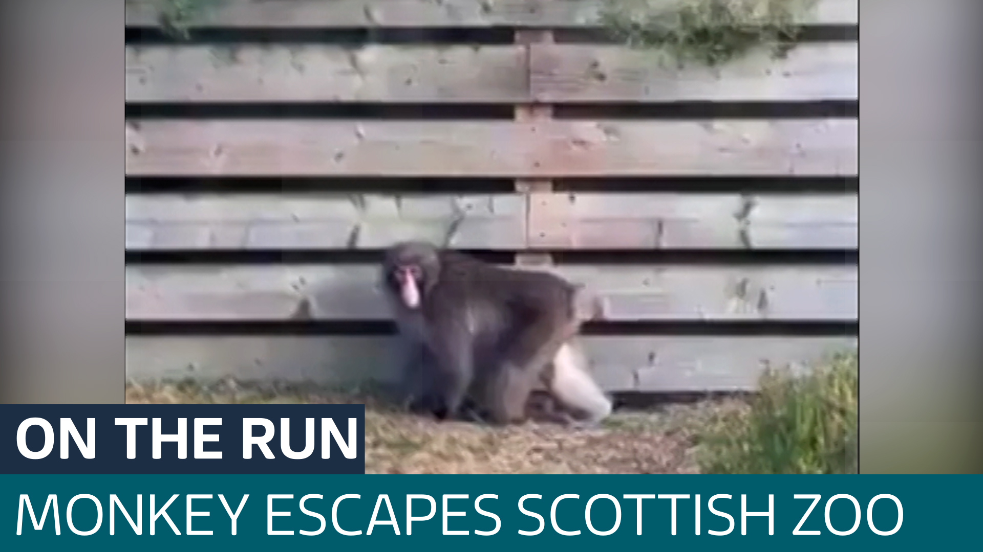 Runaway monkey sparks search operation after Scottish zoo escape ...