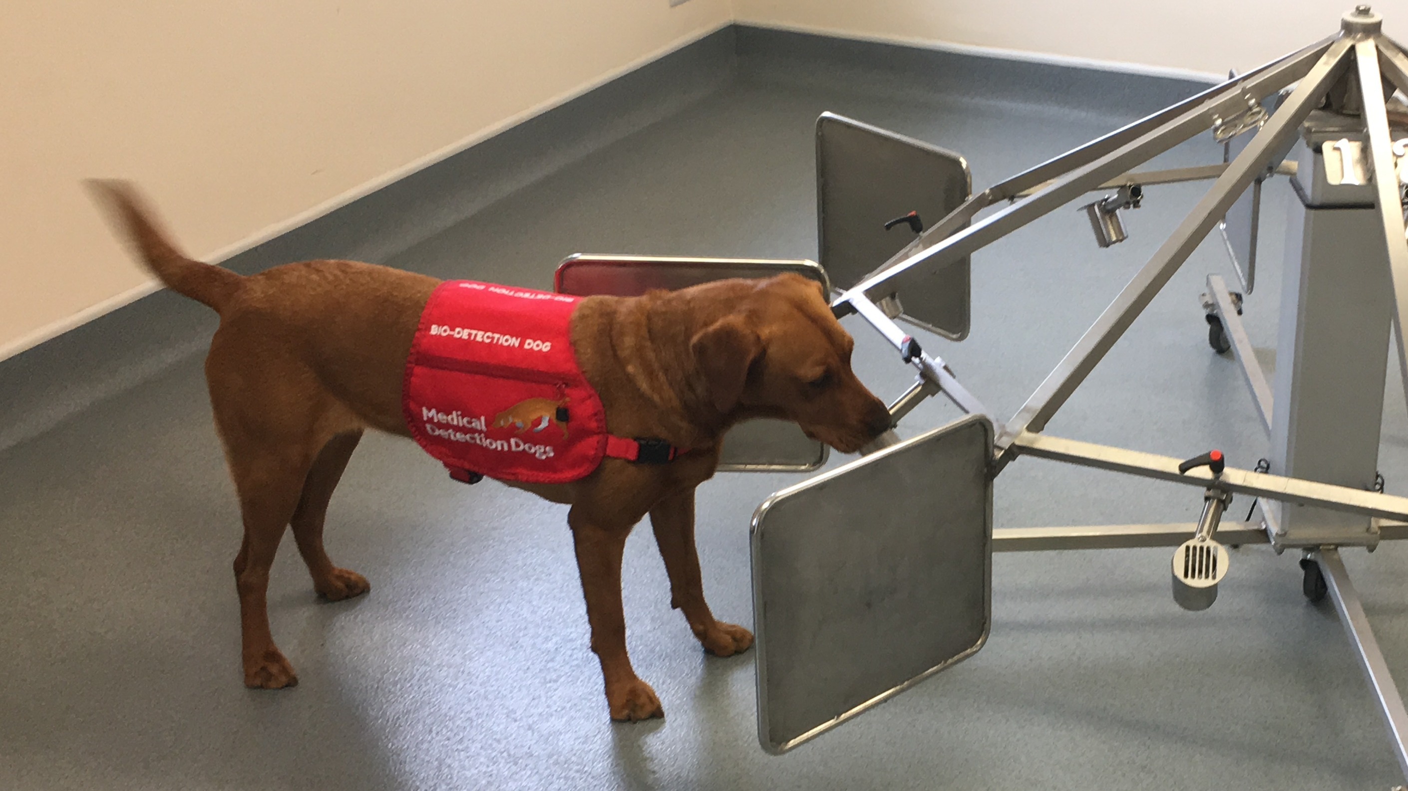 'Robotic nose' could be created after detection dogs sniff out lethal ...