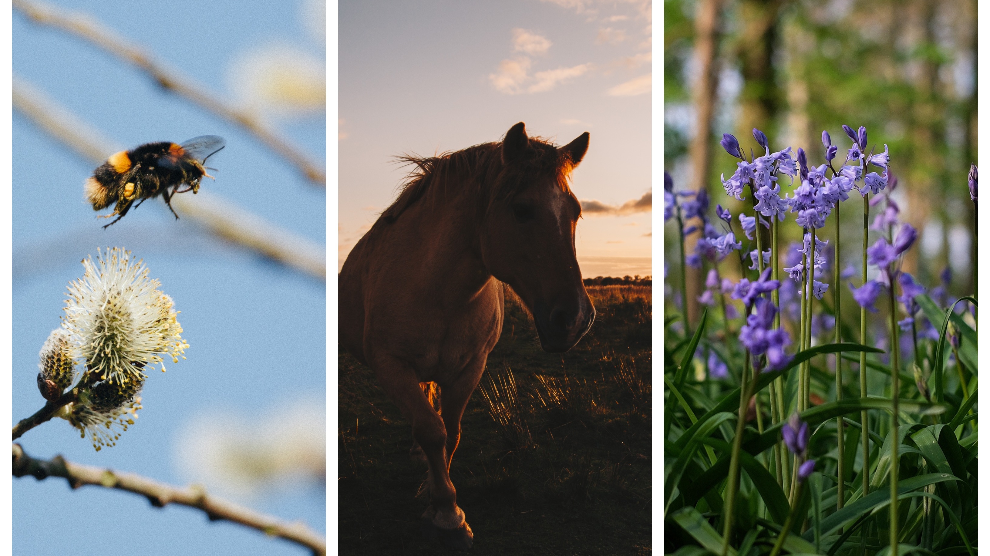 Share your springtime wildlife sightings for new #NatureInLockdown ...