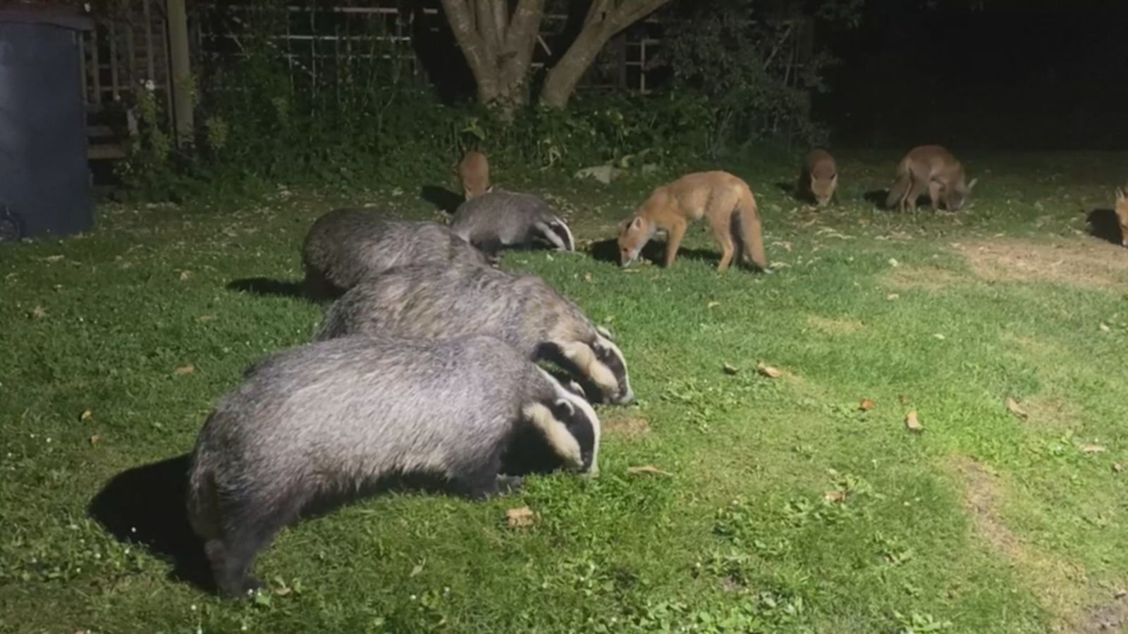 Badger Wallpaper Border