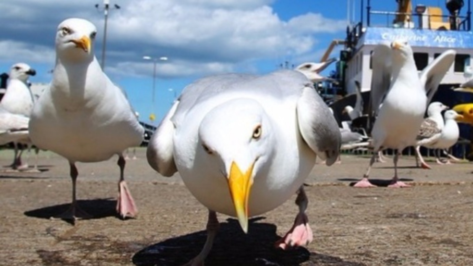 Seagull menace leaves Kirkcudbright residents 'afraid to leave home ...