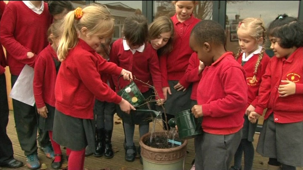 Schools take part in project to help save the elm tree | ITV News Anglia