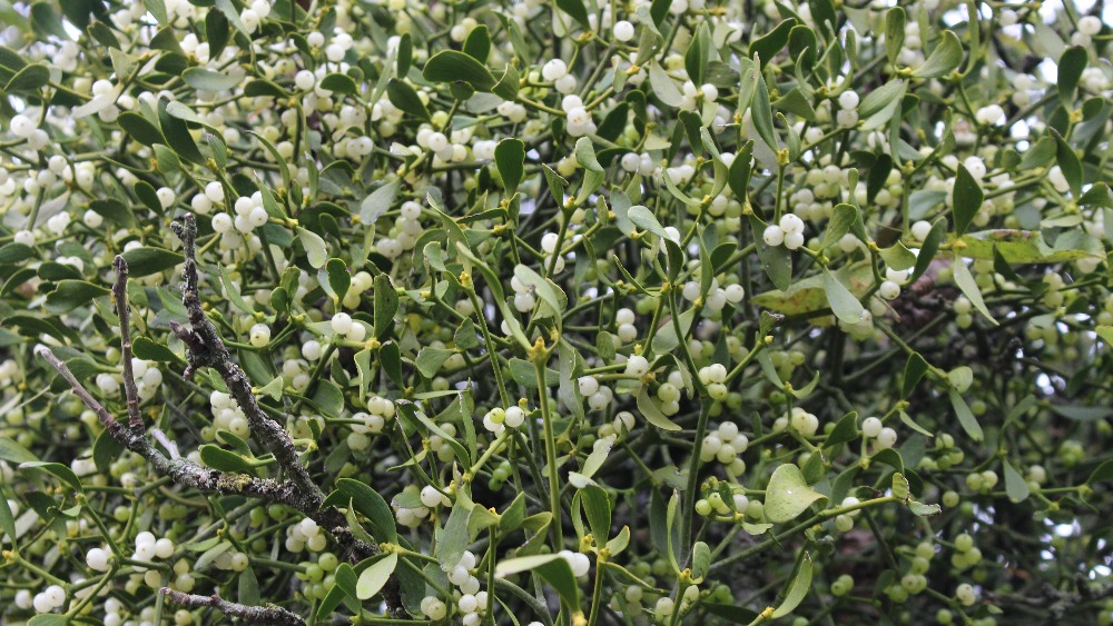 Mistletoe in abundance | ITV News West Country