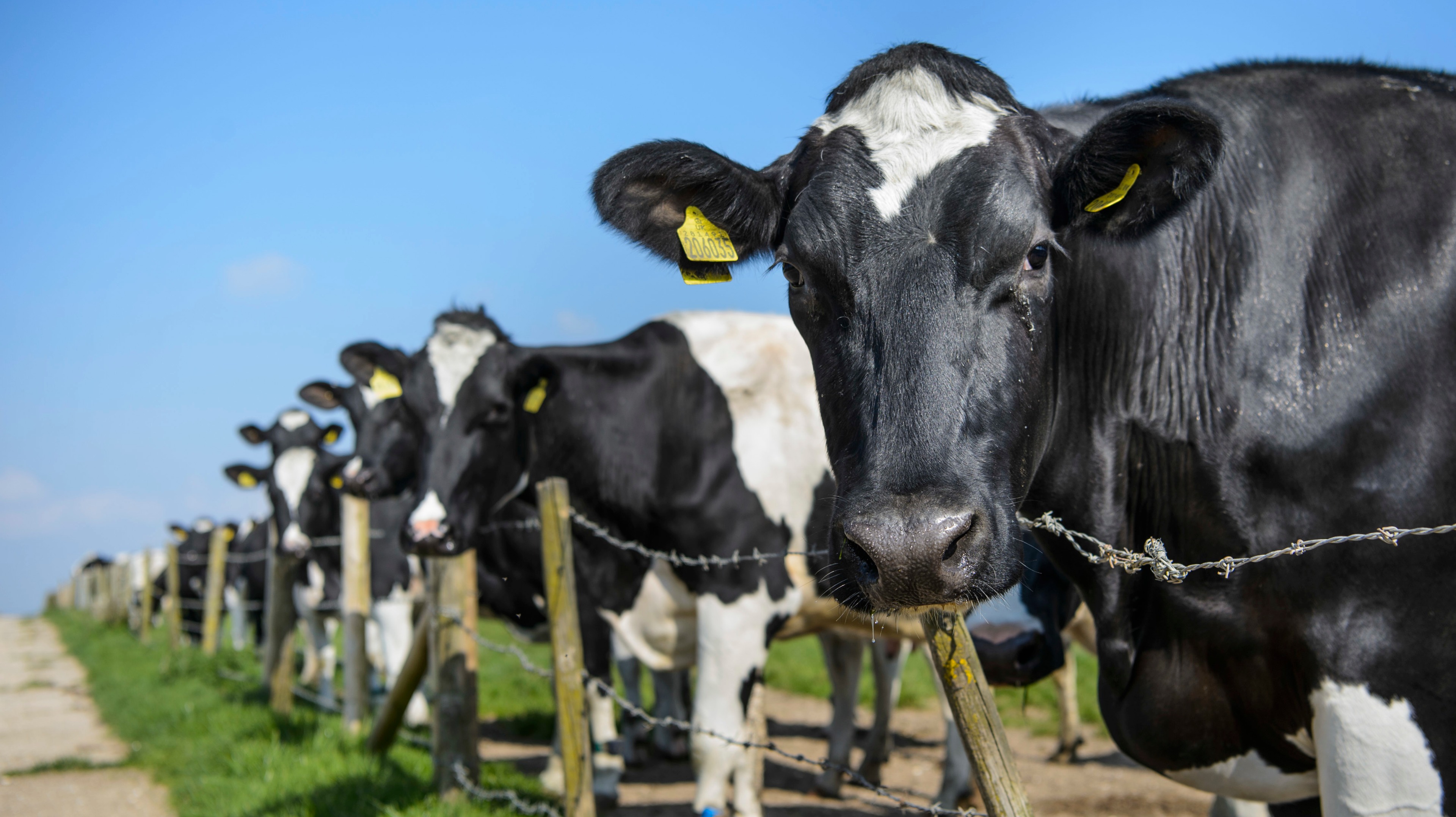 Demand for milk falls by more than 50% as new campaign announced to ...