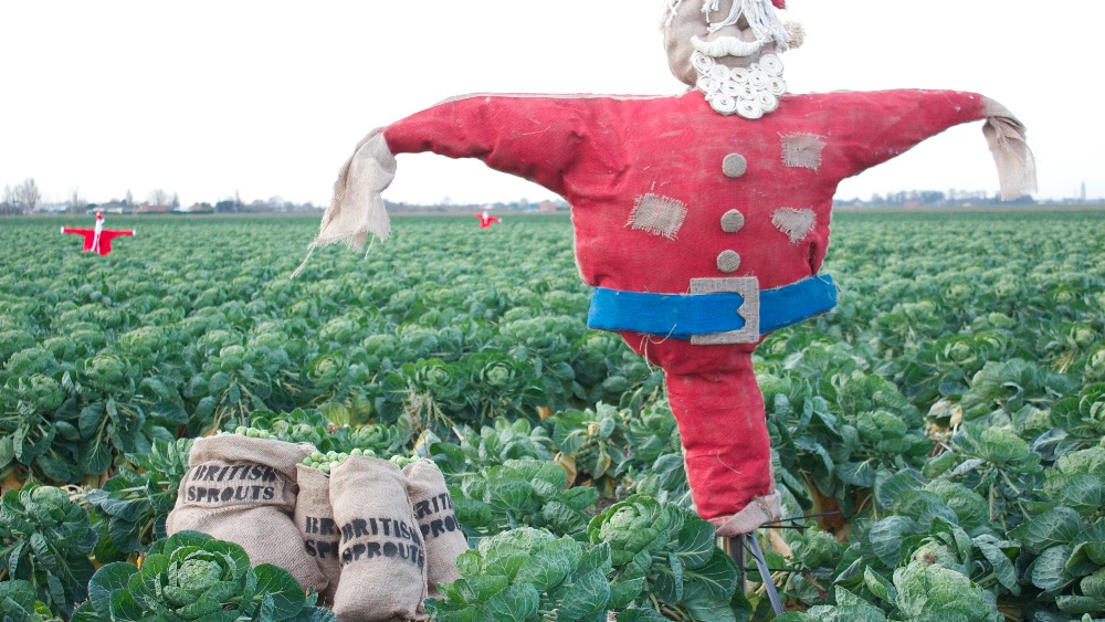 Santa scarecrows keep sprouts safe | ITV News Calendar