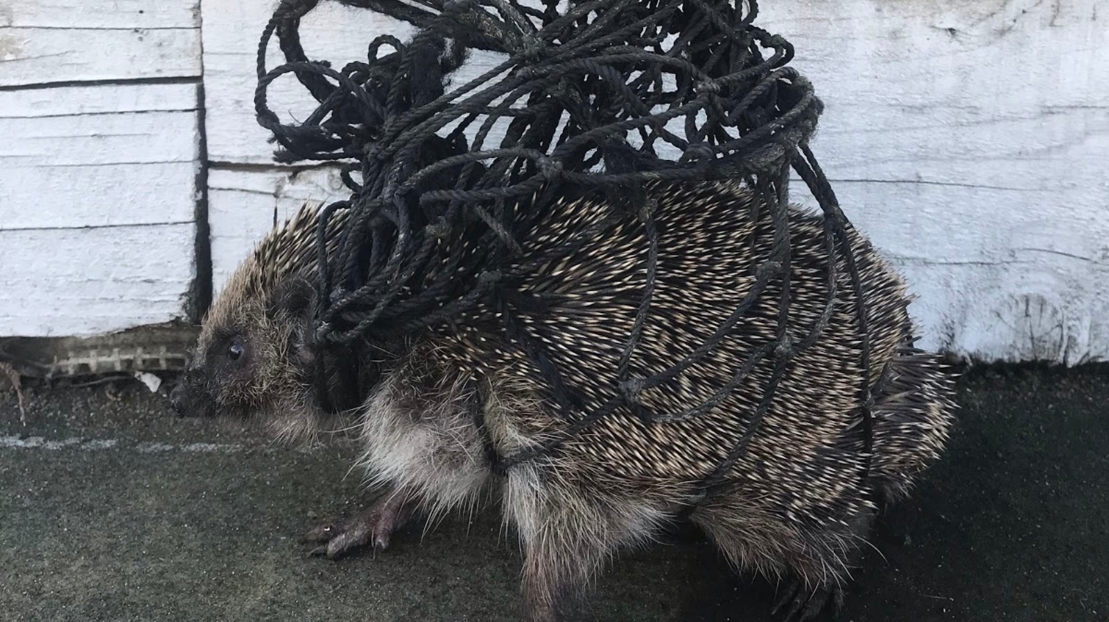 Hedgehog rescued from tangled netting after dog sniffs it out | ITV ...