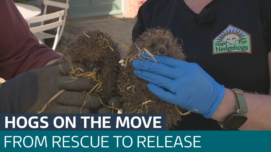 Two hedgehogs are being set free after a winter rehab - Latest From ITV ...